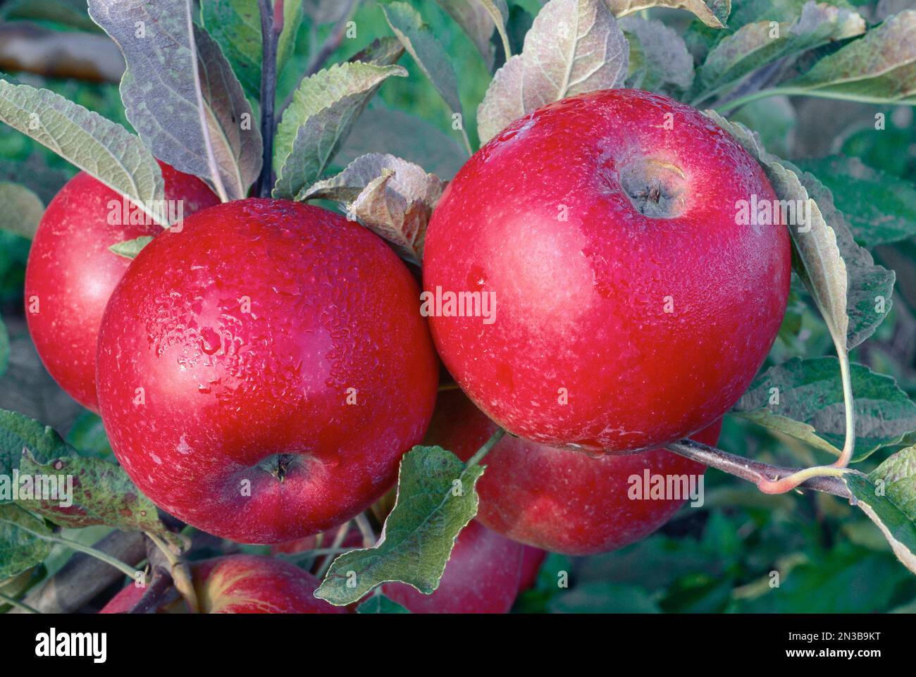 Apple ida red hi-res stock photography and images - Alamy