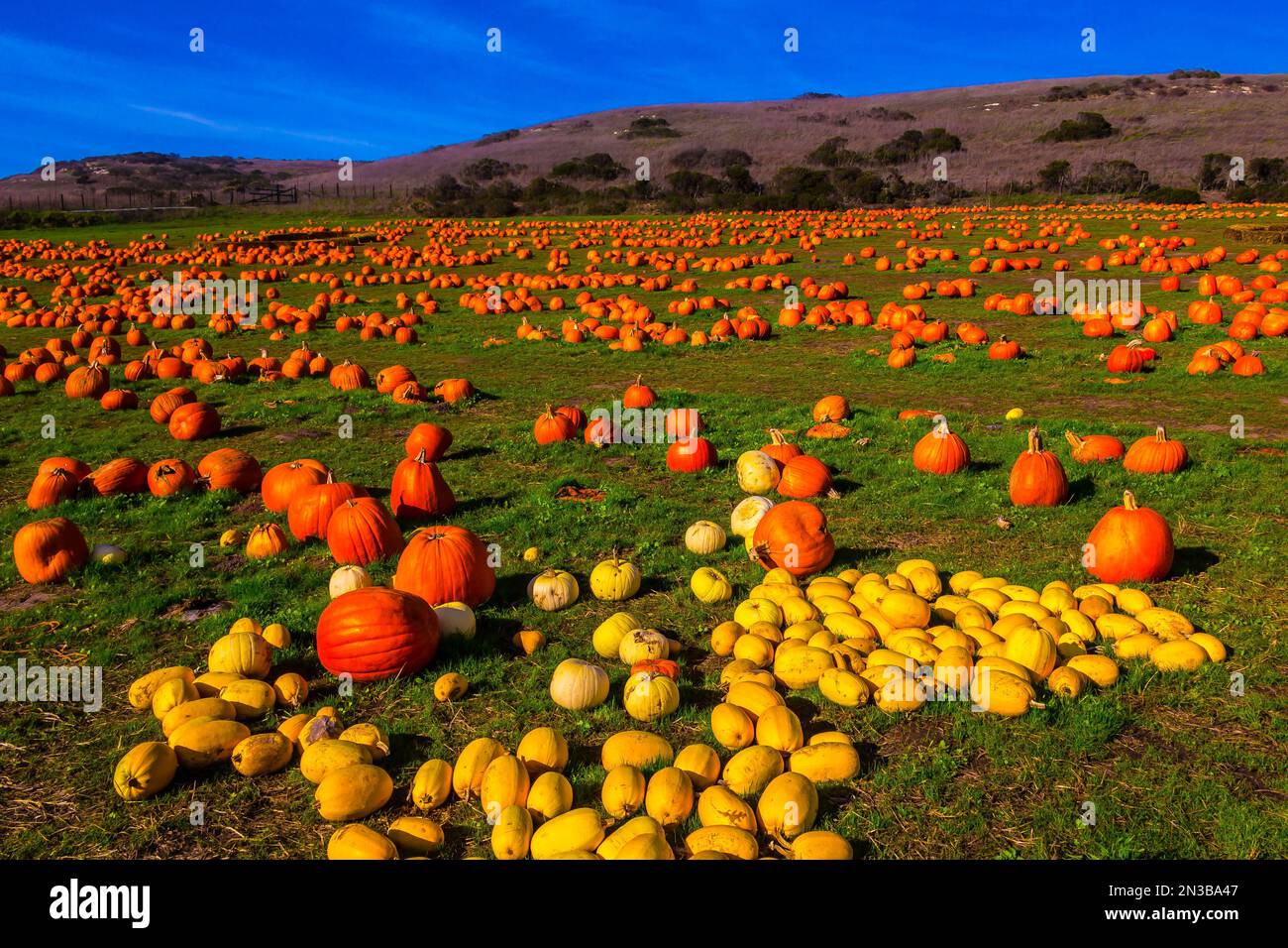 Pumpkin Field Santa Cruz Stock Photo - Alamy