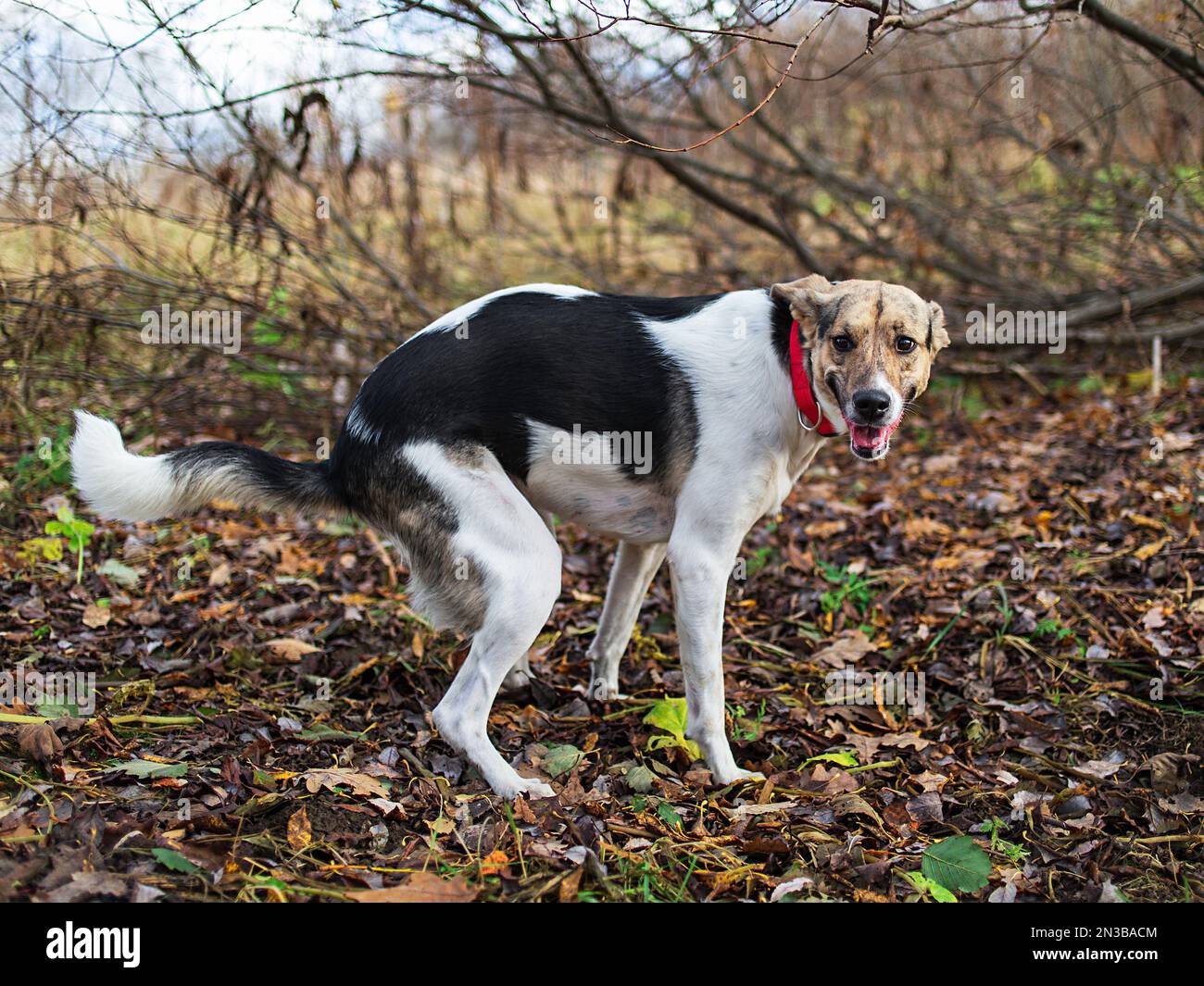 A closeup of a mongrel dog pooping outdoors Stock Photo - Alamy