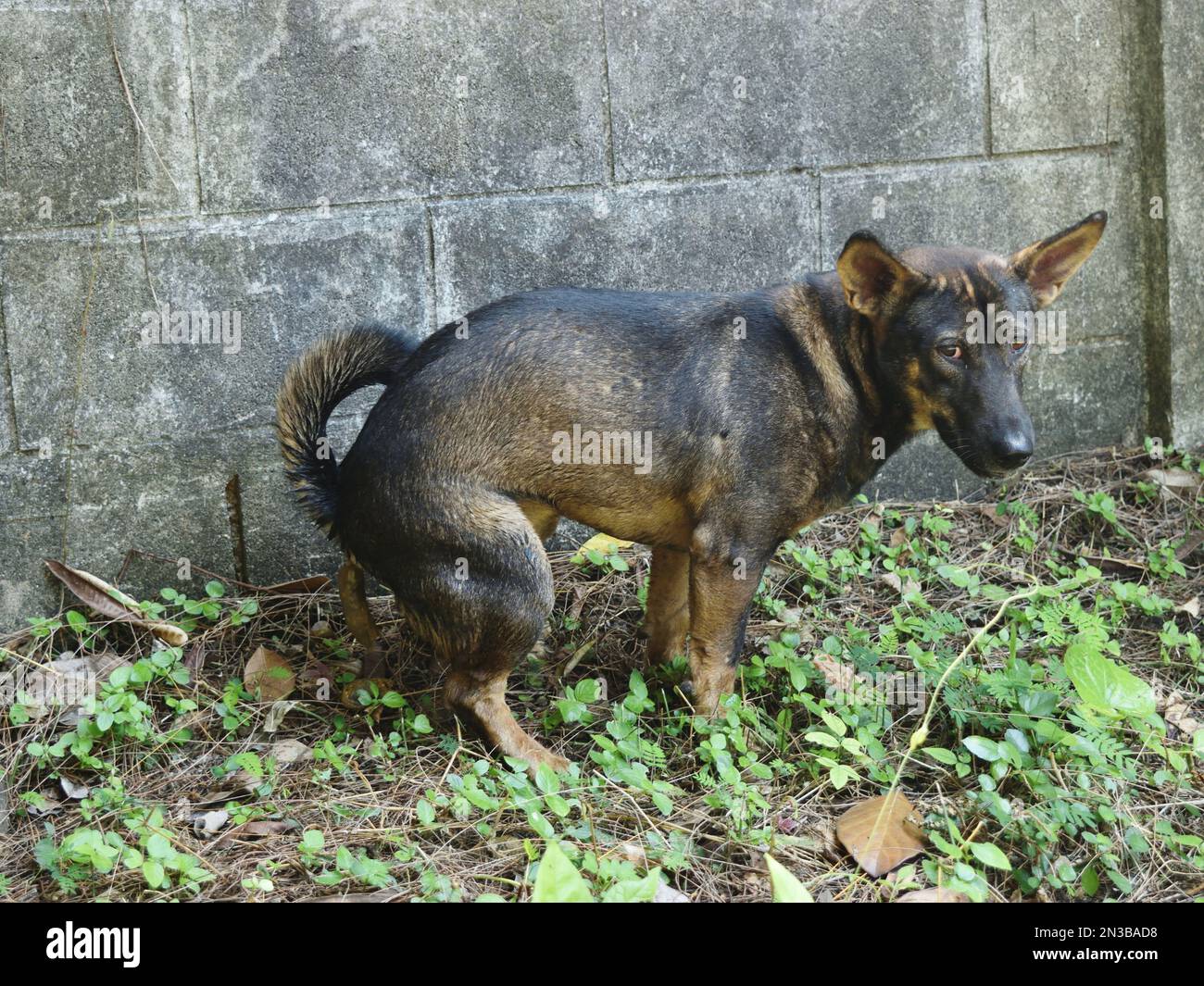 A closeup of a dog pooping outdoors Stock Photo - Alamy