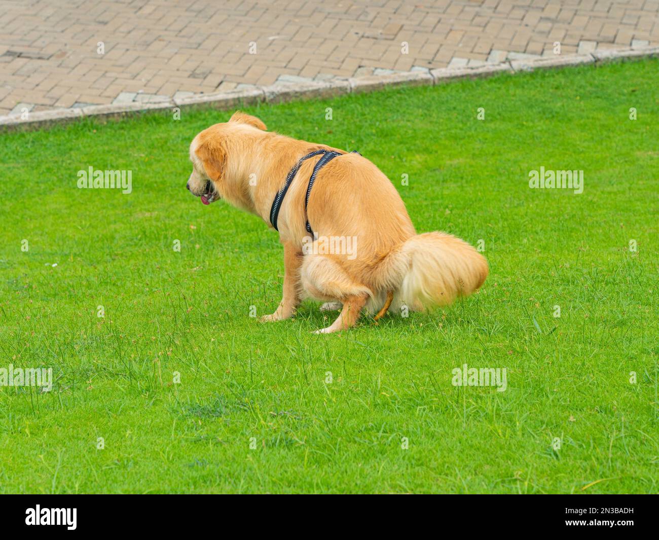 A closeup of a Chinook dog pooping outdoors Stock Photo - Alamy