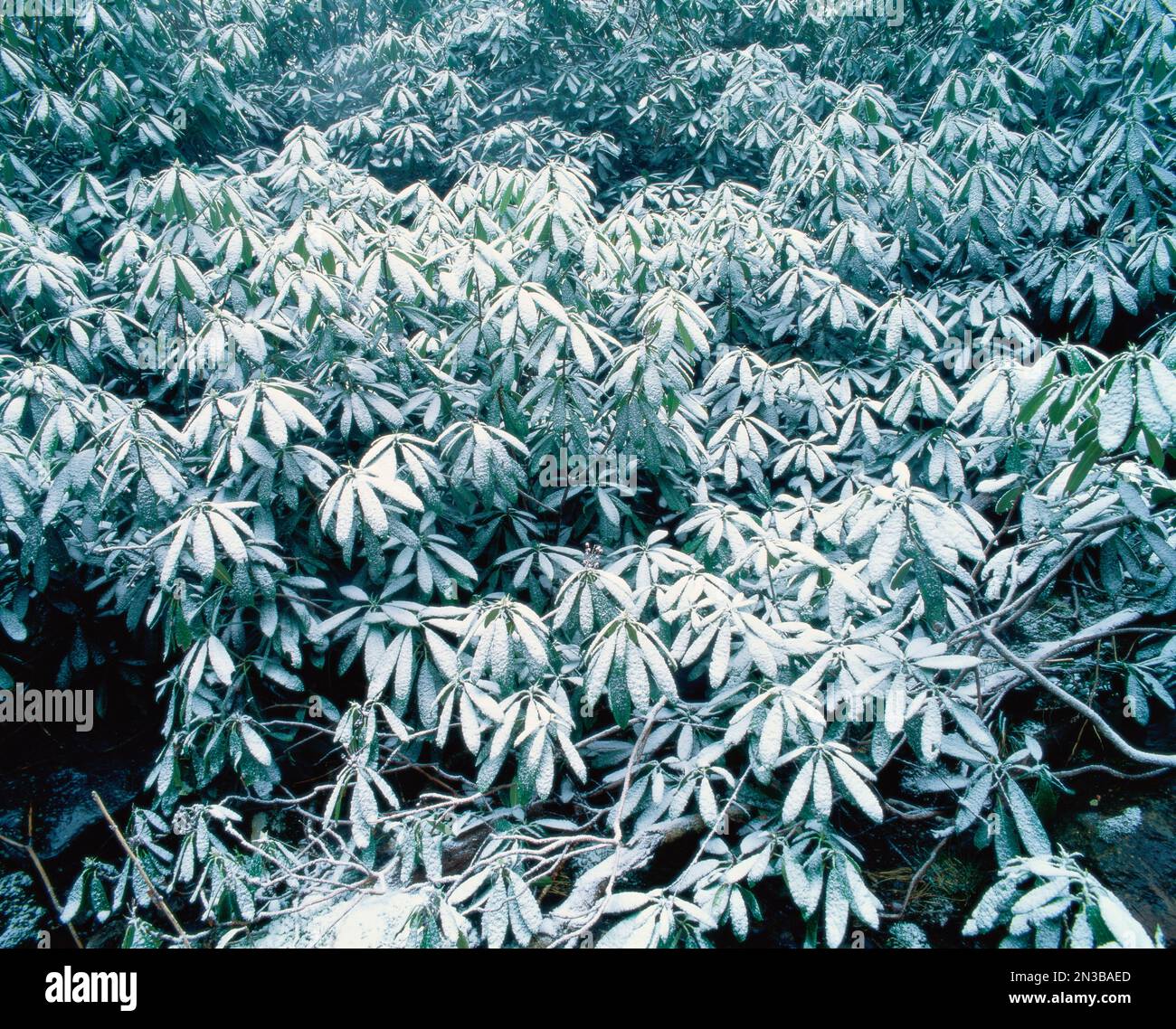 Rhododendron Bush Great Smoky Mountains National Park, Tennessee, USA ...