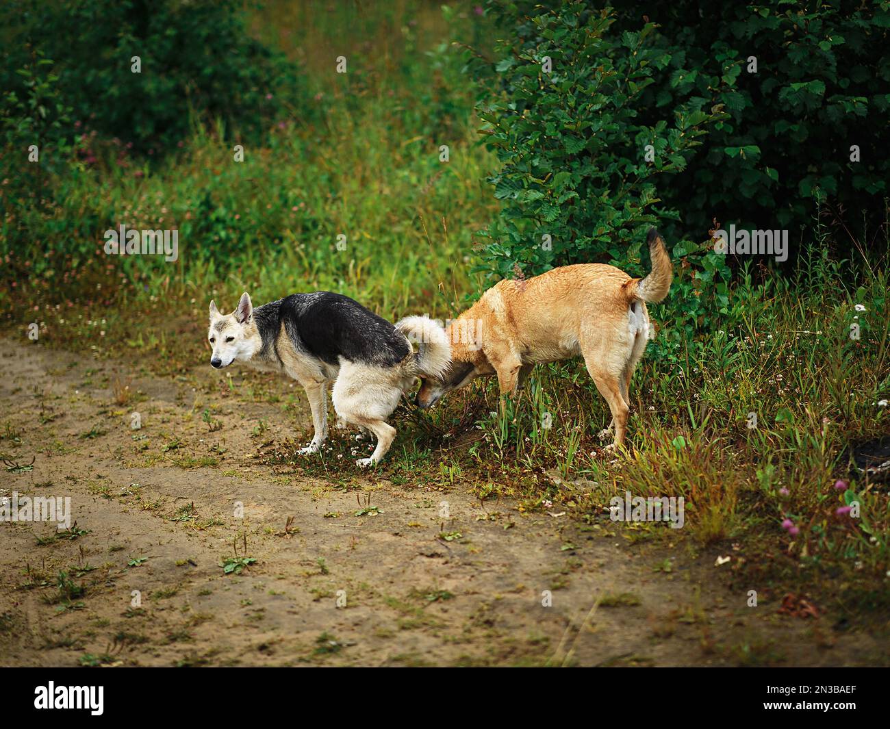 A closeup of two dogs pooping outdoors Stock Photo - Alamy