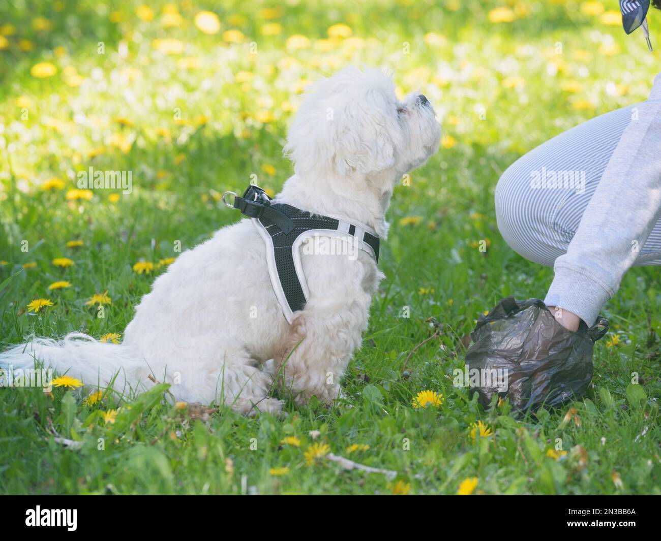 A closeup of a white dog pooping outdoors Stock Photo - Alamy