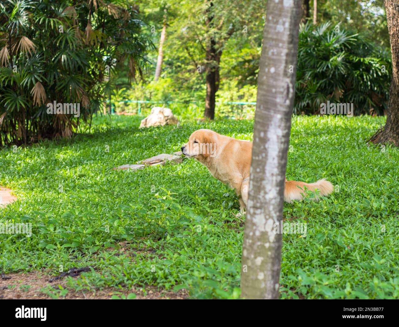 A closeup of a dog pooping outdoors Stock Photo - Alamy