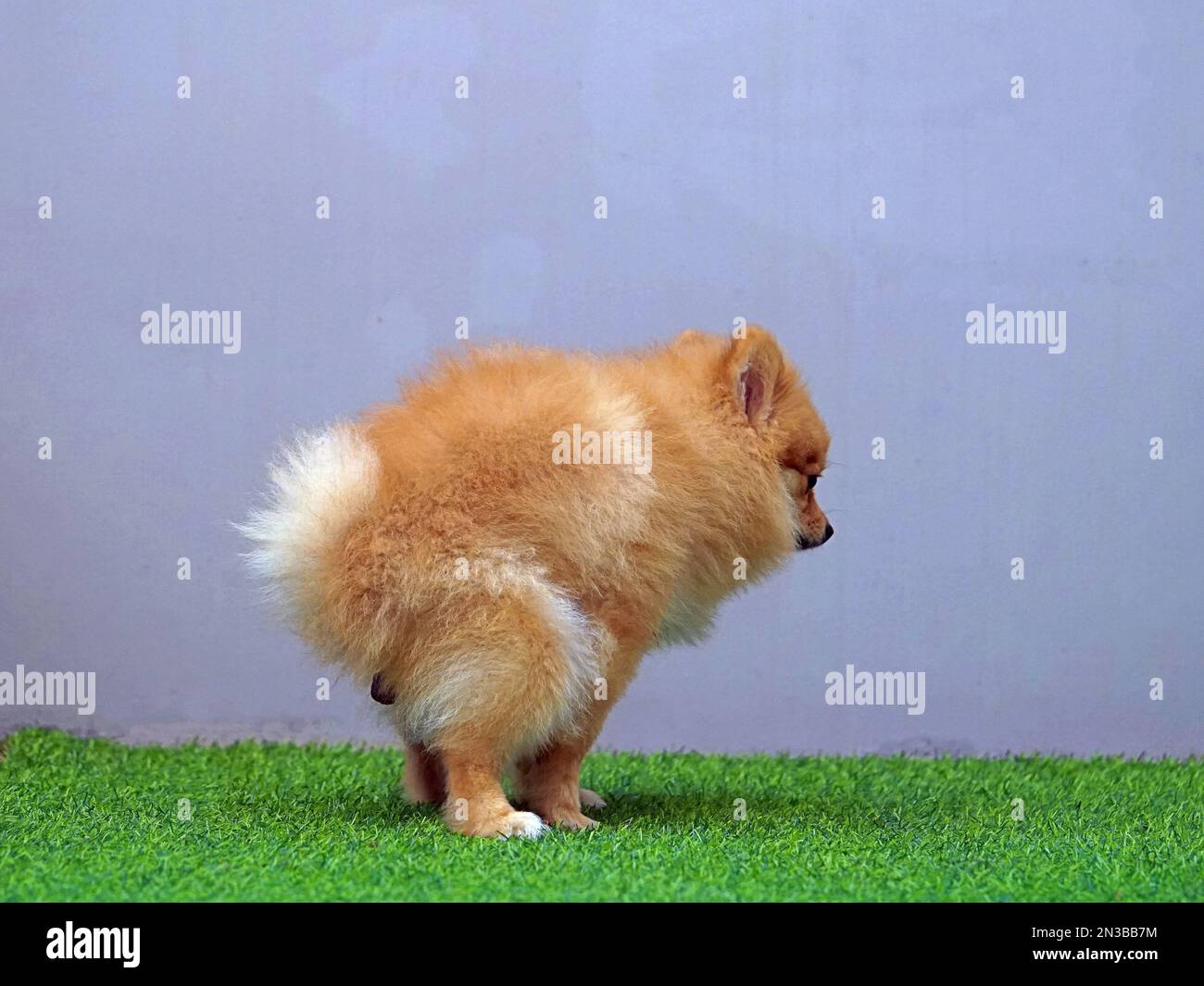 Pooping outdoors hi-res stock photography and images - Alamy