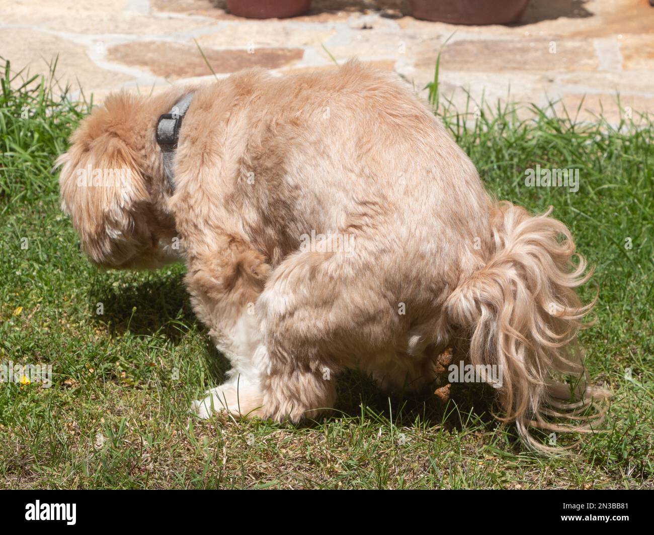 A closeup of a fluffy dog pooping outdoors Stock Photo - Alamy