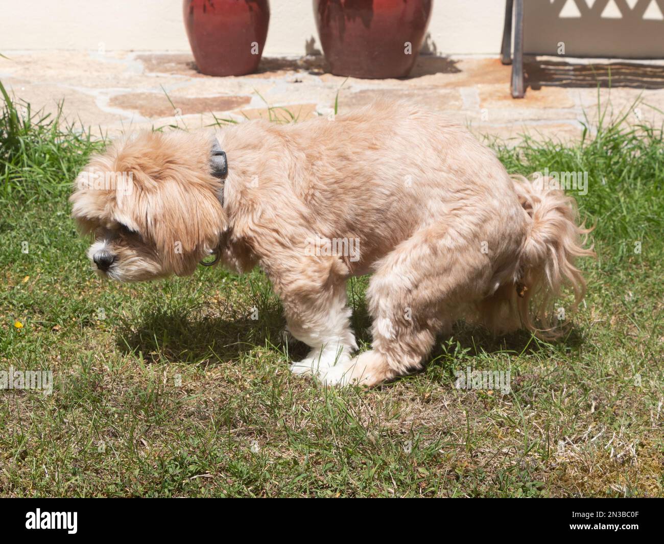 A closeup of a fluffy dog pooping outdoors Stock Photo - Alamy