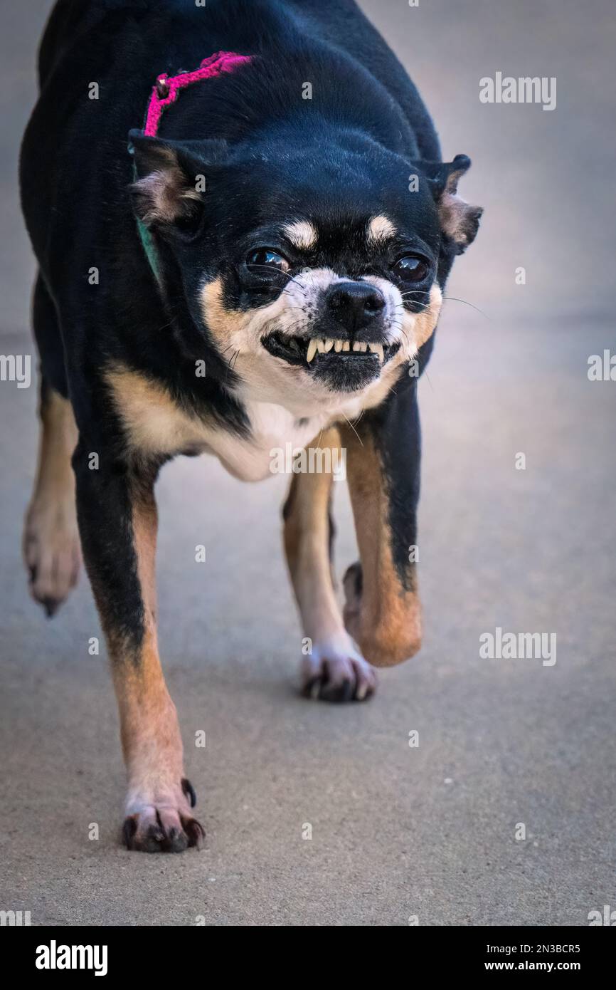 Angry chihuahua hi-res stock photography and images - Alamy