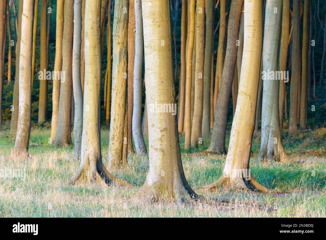 Beech tree in forest at sunset, Ghost Forest (Gespensterwald ...