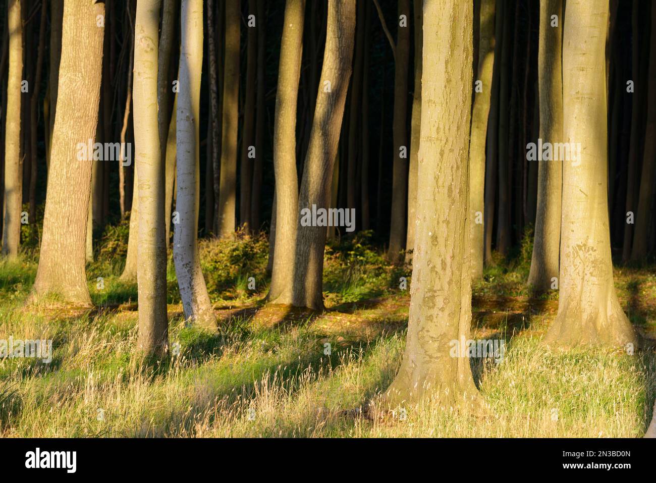 Beech tree in forest at sunset, Ghost Forest (Gespensterwald ...