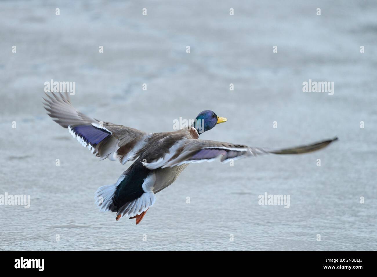 Back view of a male, mallard duck (Anas platyrhynchos) flying over ...
