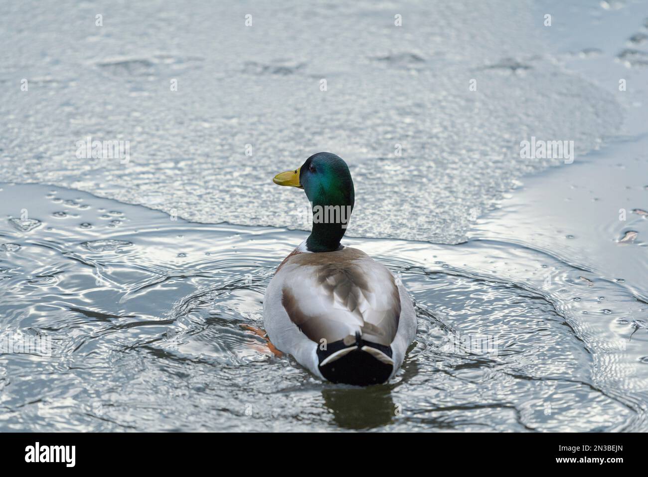 Back view of a male, mallard duck (Anas platyrhynchos) swimming in ...