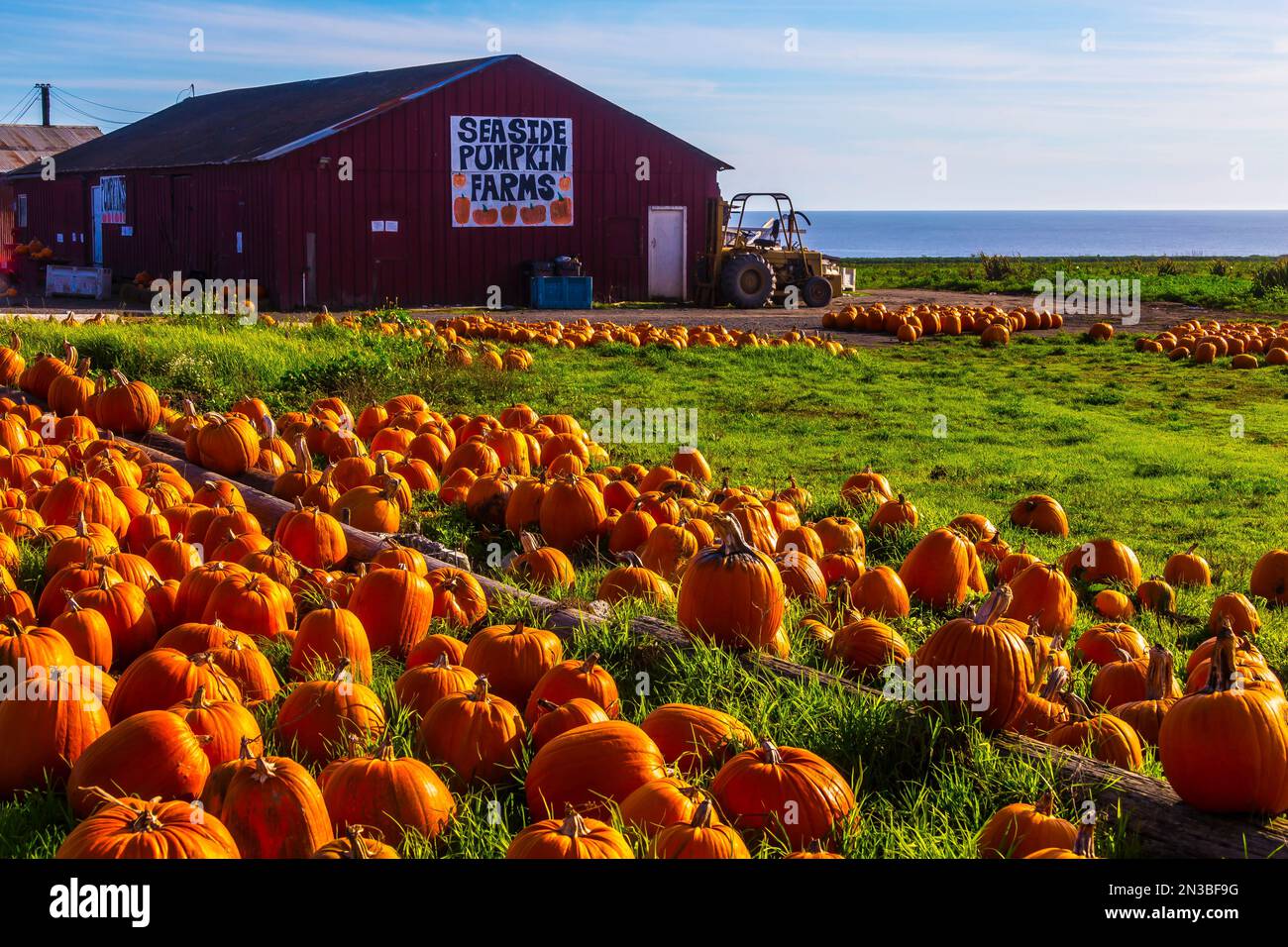 Barn Seaside Pumpkin Farms Stock Photo - Alamy
