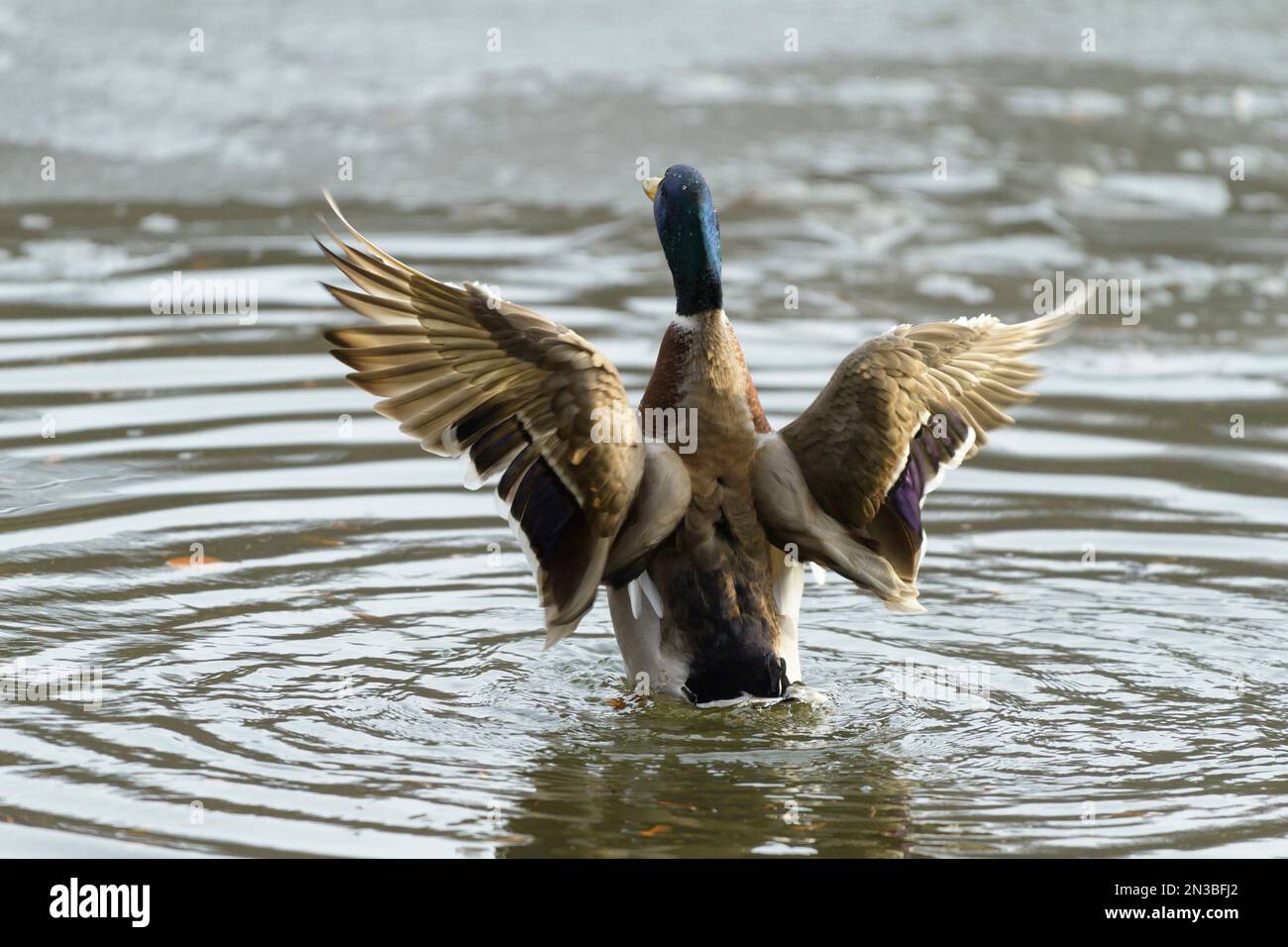 Back view of a male, mallard duck (Anas platyrhynchos) flapping wings ...
