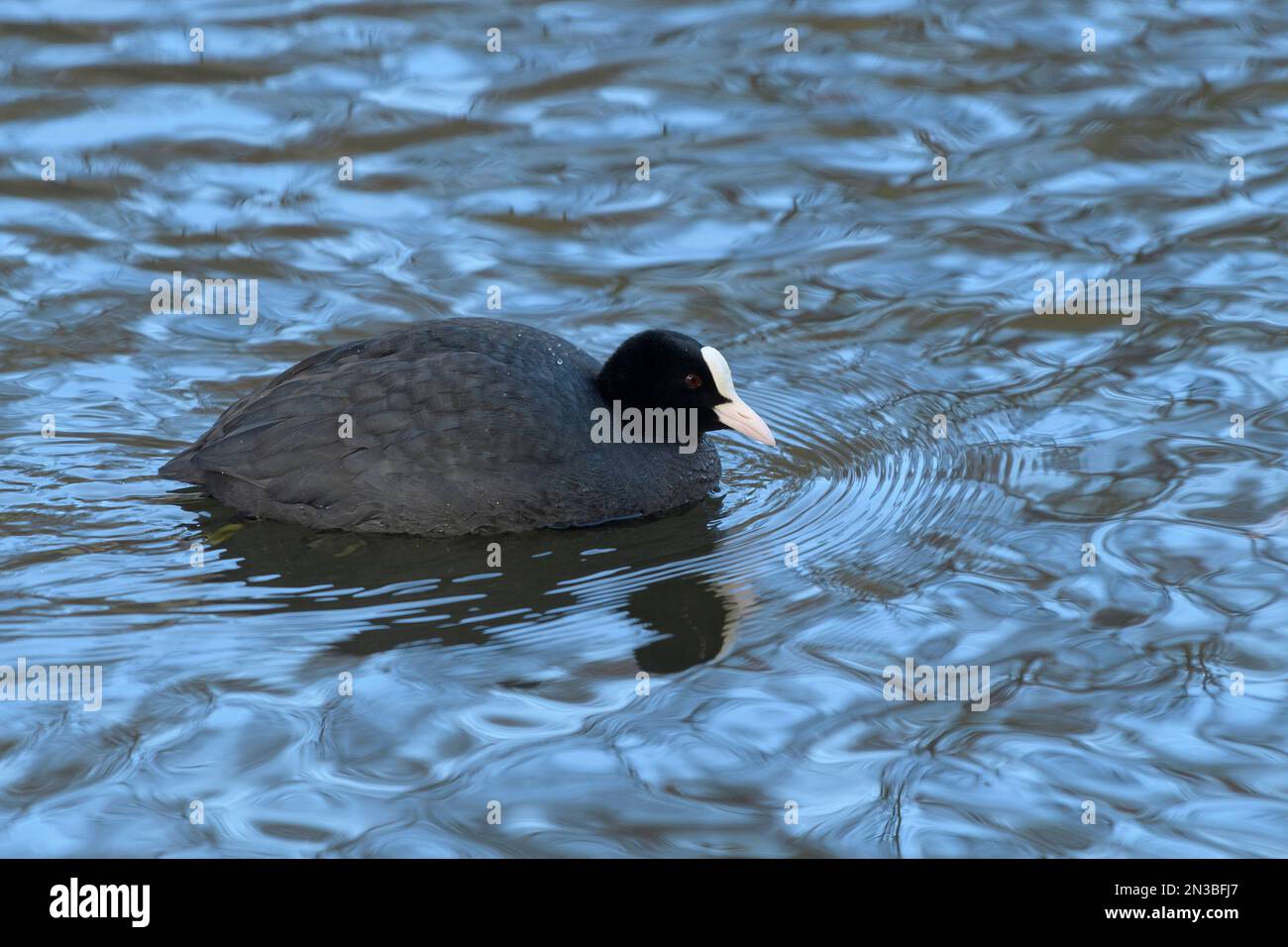 Eurasian coot (black coot, Fulica atra) swimming in water, Europe Stock ...