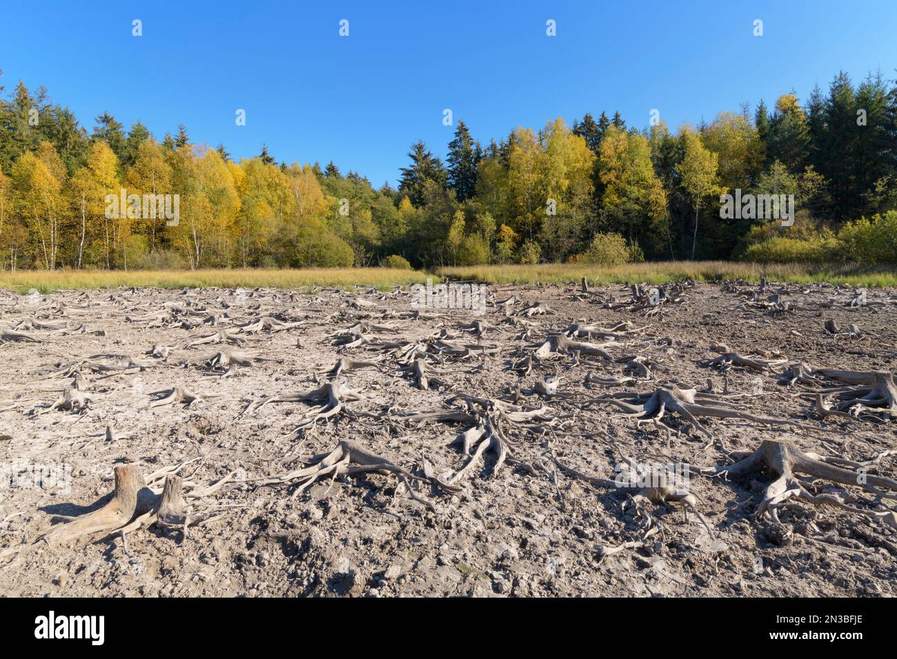 Dry forest lake in autumn, Mulben See, Waldbrunn, Baden-Wurttemberg ...
