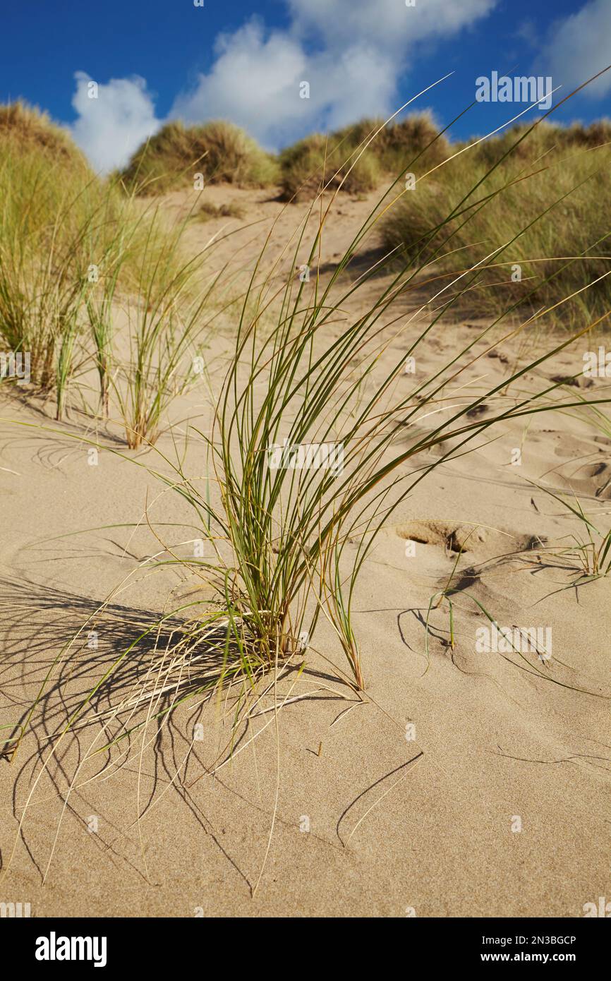 Marram grass, Ammophila arenaria, colonizing a sand a dune at ...