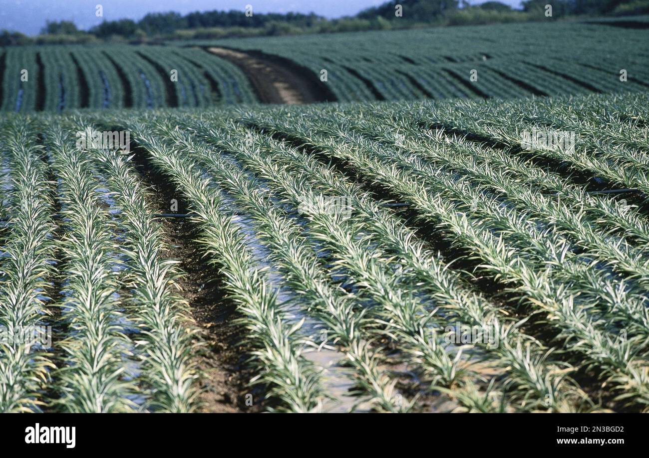 Pineapple Field, Oahu, Hawaii, USA Stock Photo - Alamy