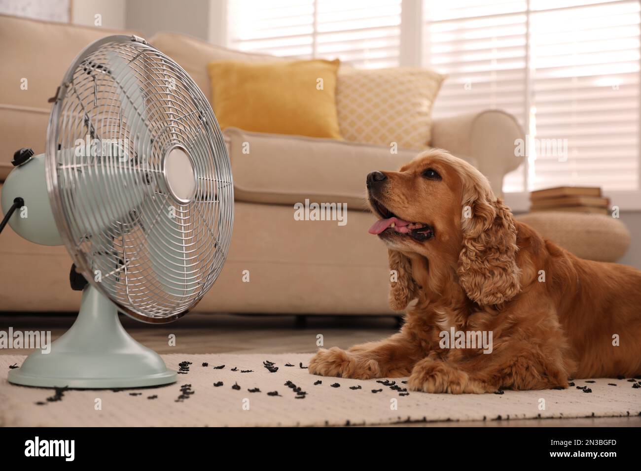 Fan blowing dog hi-res stock photography and images - Alamy