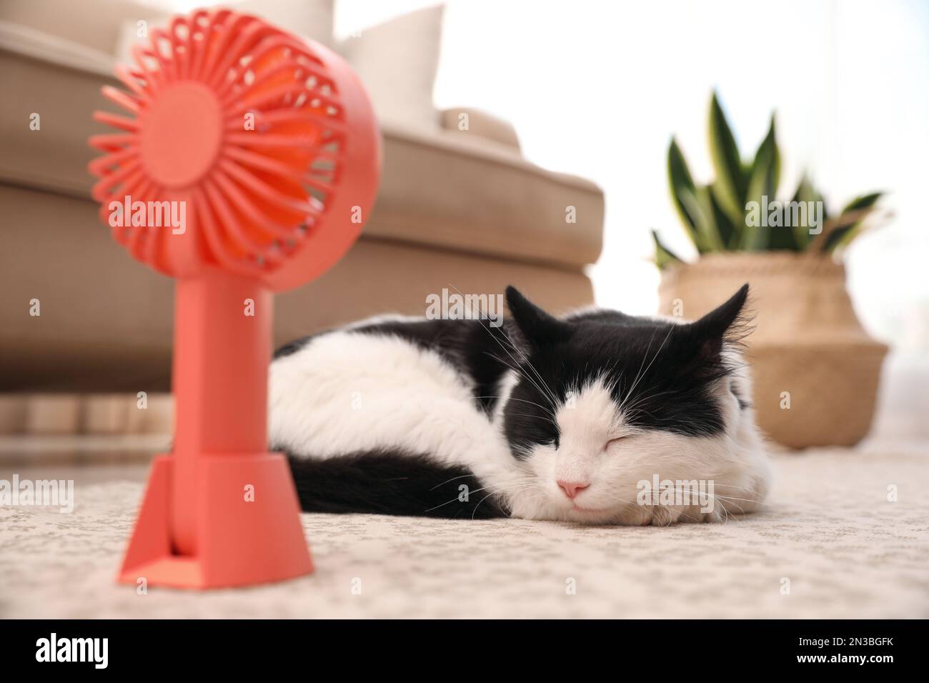 Cute fluffy cat enjoying air flow from fan on floor indoors. Summer ...