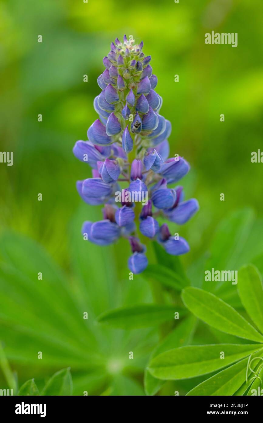 Nootka lupin lupinus nootkatensis hi-res stock photography and images ...