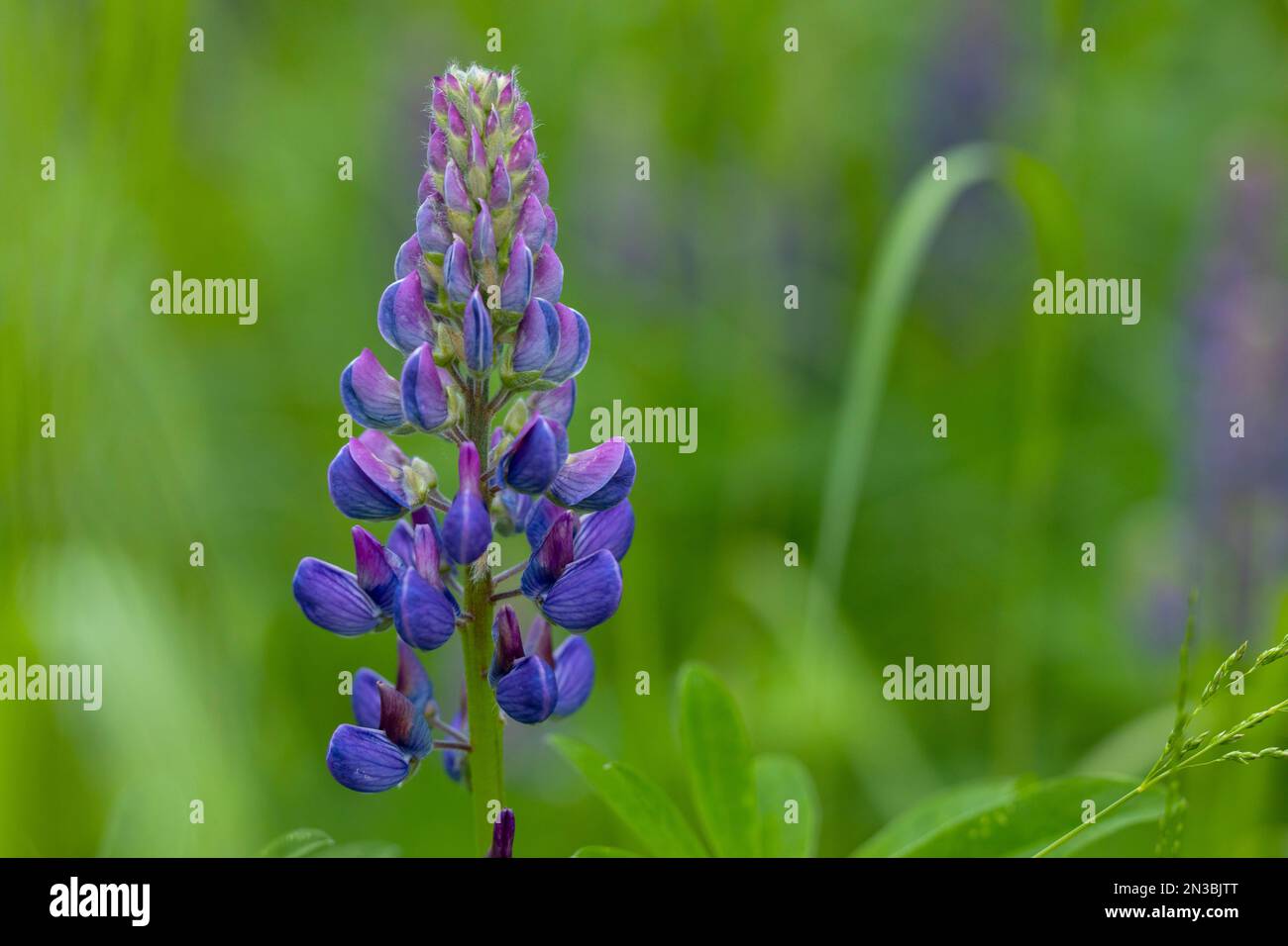 Close-up detail of wild, purple Nootka lupine (Lupinus nootkatensis ...