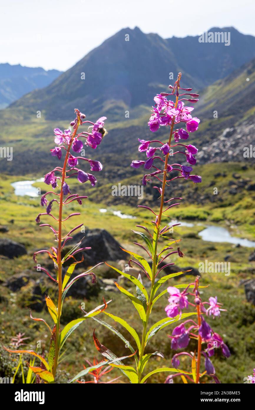 Backlit fireweed (Chamaenerion angustifolium) in bloom, on a summer day ...