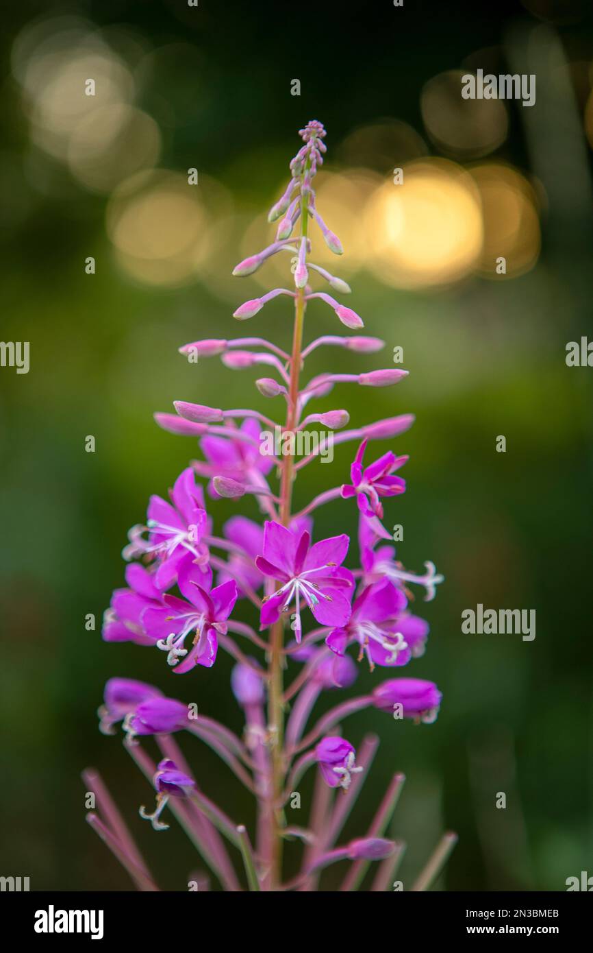 Close-up of fireweed (Chamaenerion angustifolium) in full bloom with sunset through trees ...