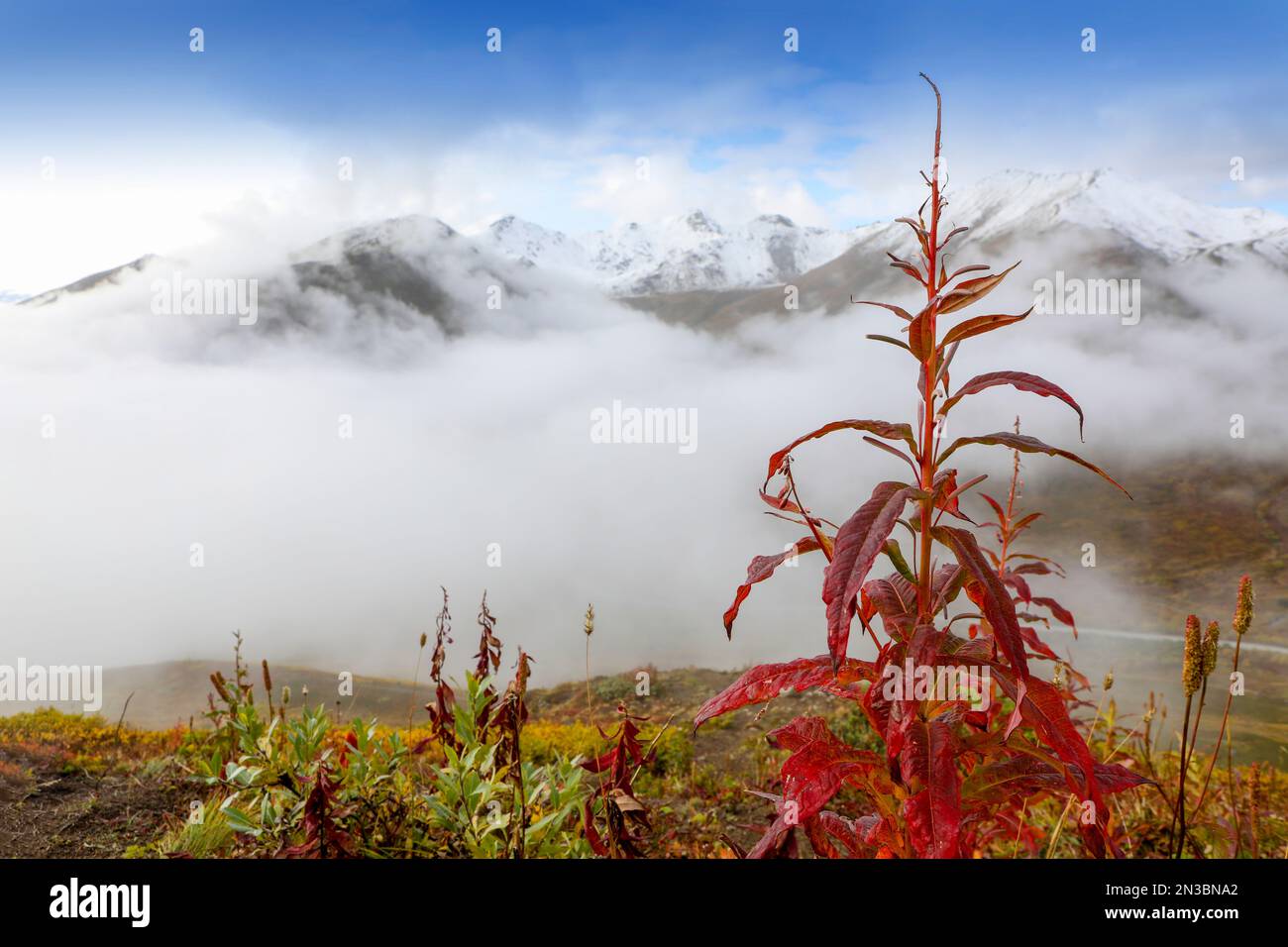 Bright fall colors on the tundra and fireweed plant (Chamaenerion ...