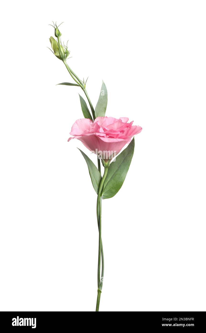 Beautiful fresh Eustoma flower isolated on white Stock Photo - Alamy