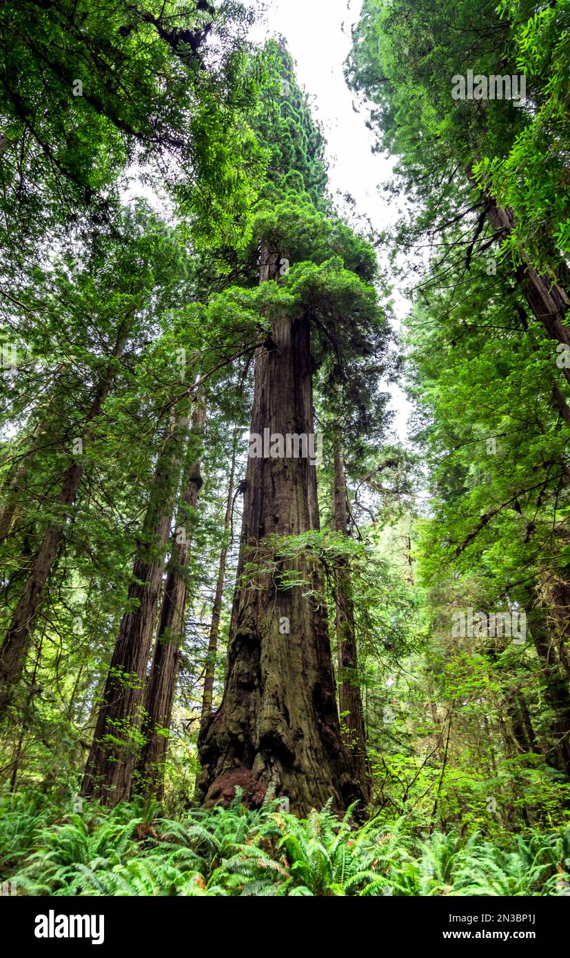 Redwoods National Park Stock Photo - Alamy