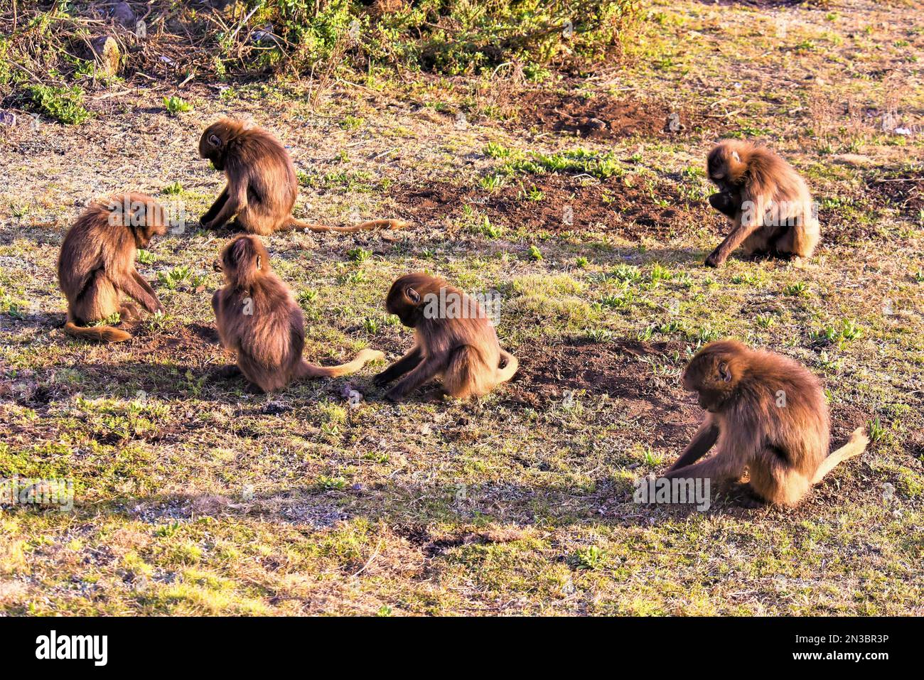 Group of young gelada (Theropithecus gelada), bleeding-heart monkeys ...