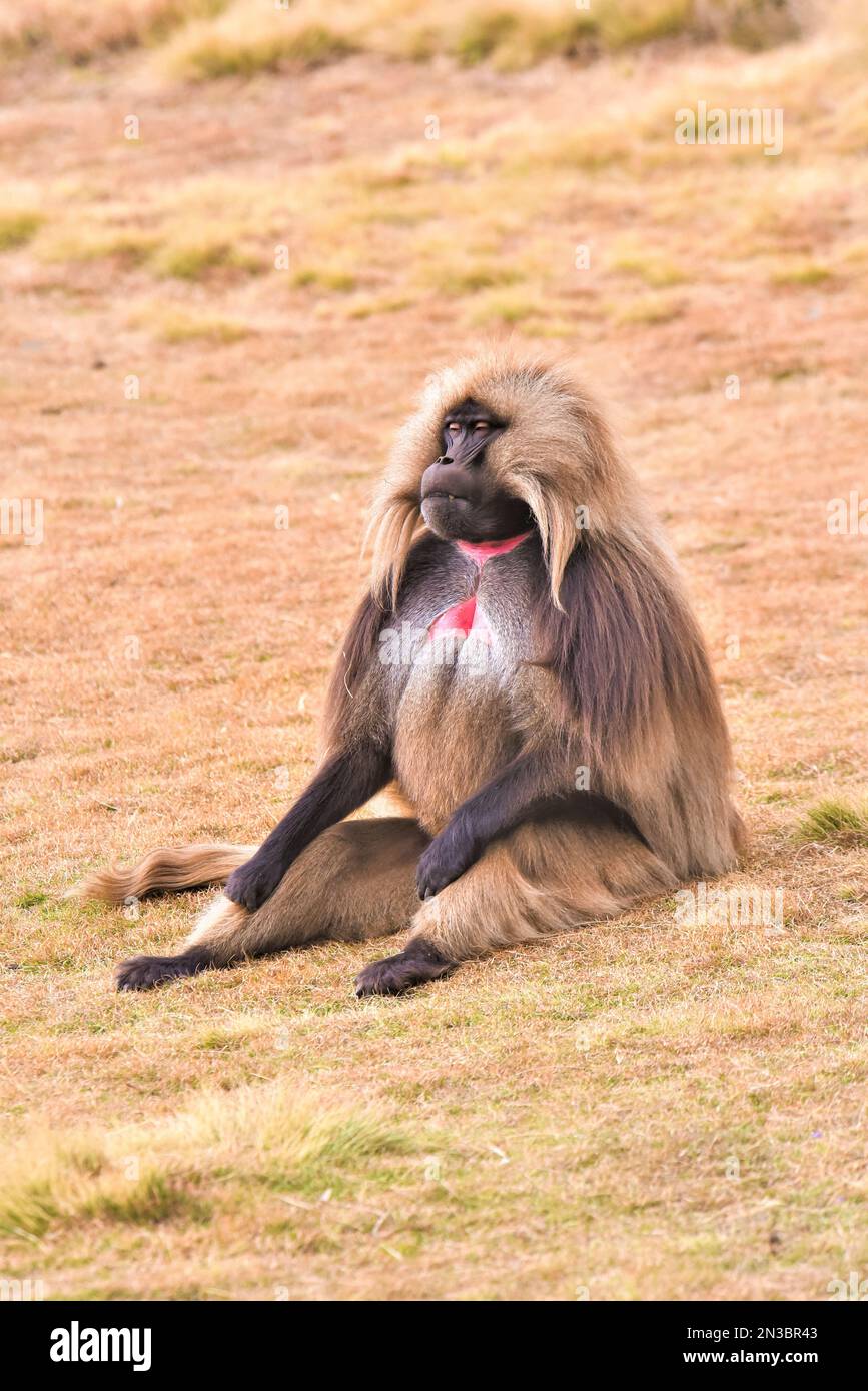 Portrait of a gelada (Theropithecus gelada), bleeding-heart monkey ...