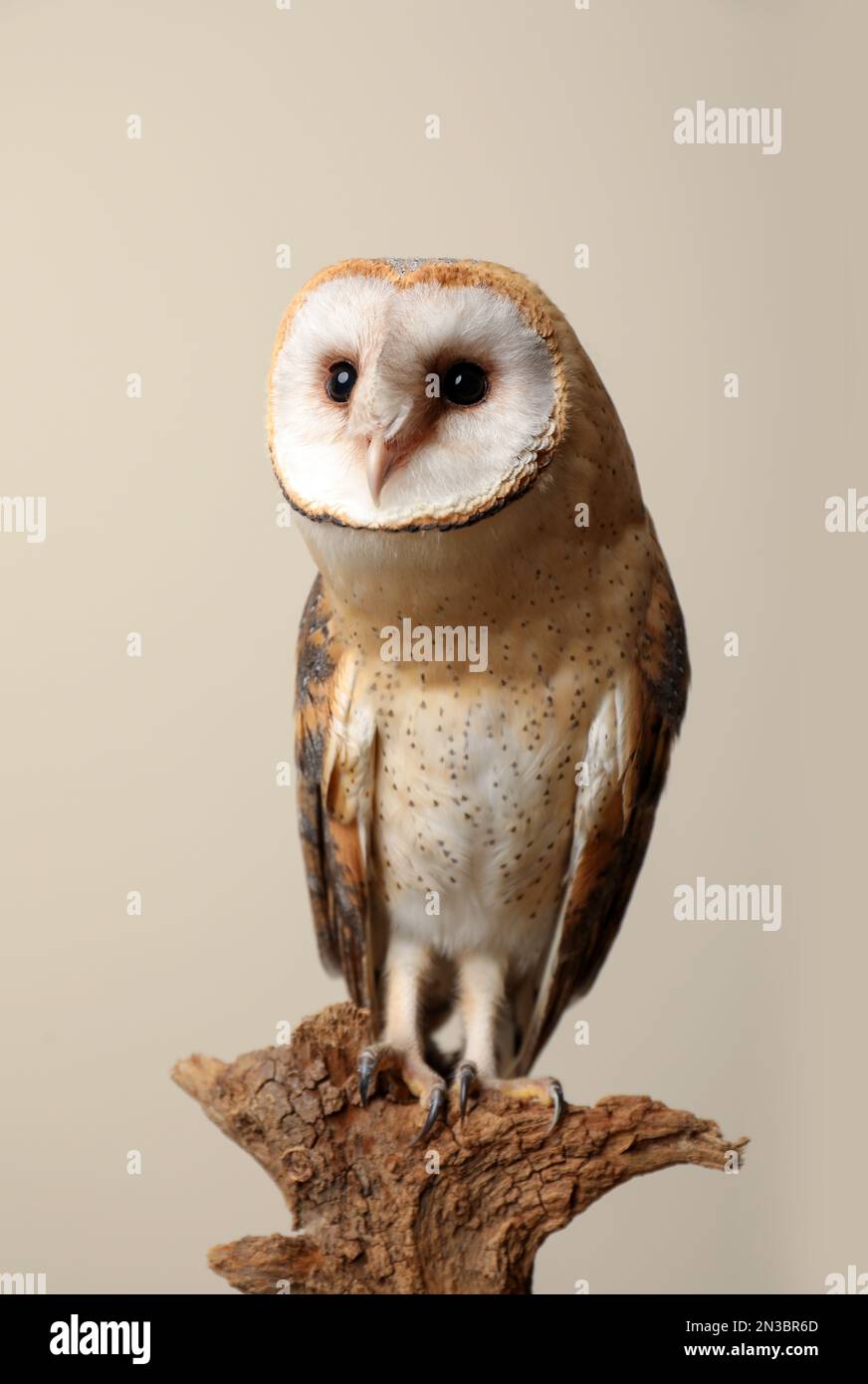 Classic barn background hi-res stock photography and images - Alamy