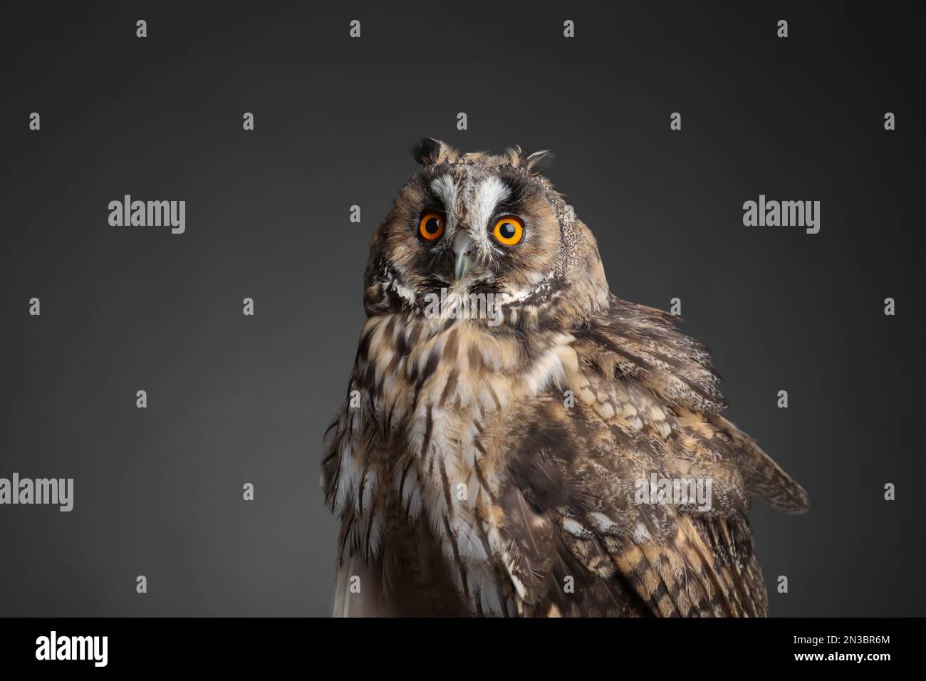 Beautiful eagle owl on grey background. Predatory bird Stock Photo - Alamy