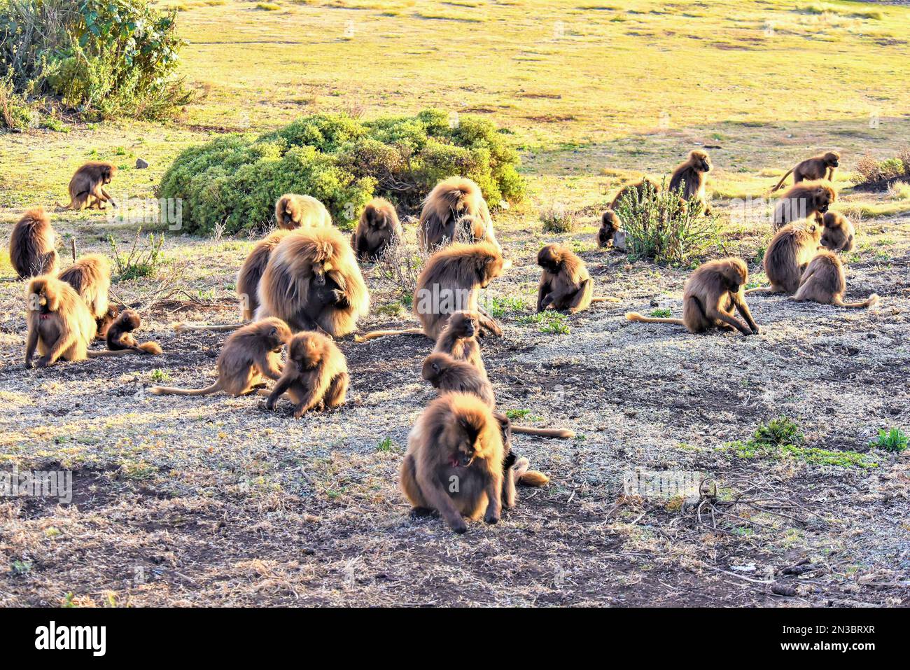 Herd of gelada (Theropithecus gelada), bleeding-heart monkeys, sitting ...