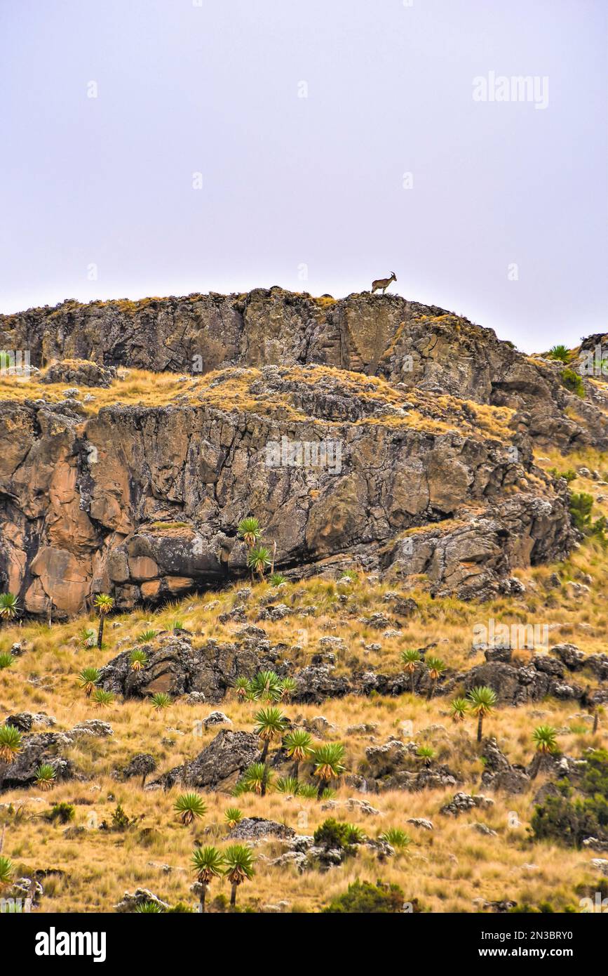 Wild goat standing on top of a cliff in the Simen Mountains in Northern ...