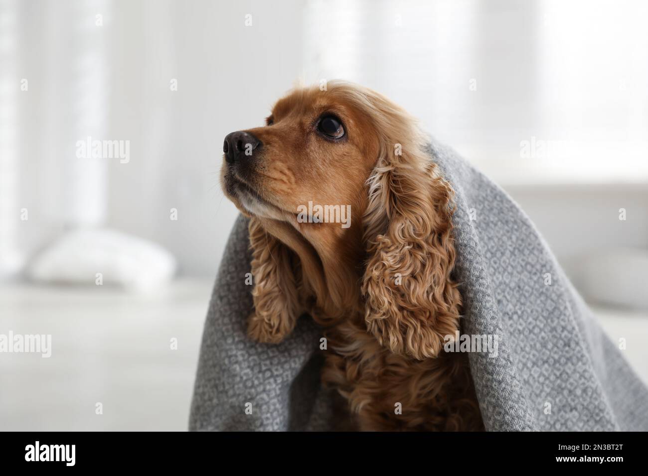 Cute English cocker spaniel dog with grey plaid indoors Stock Photo - Alamy