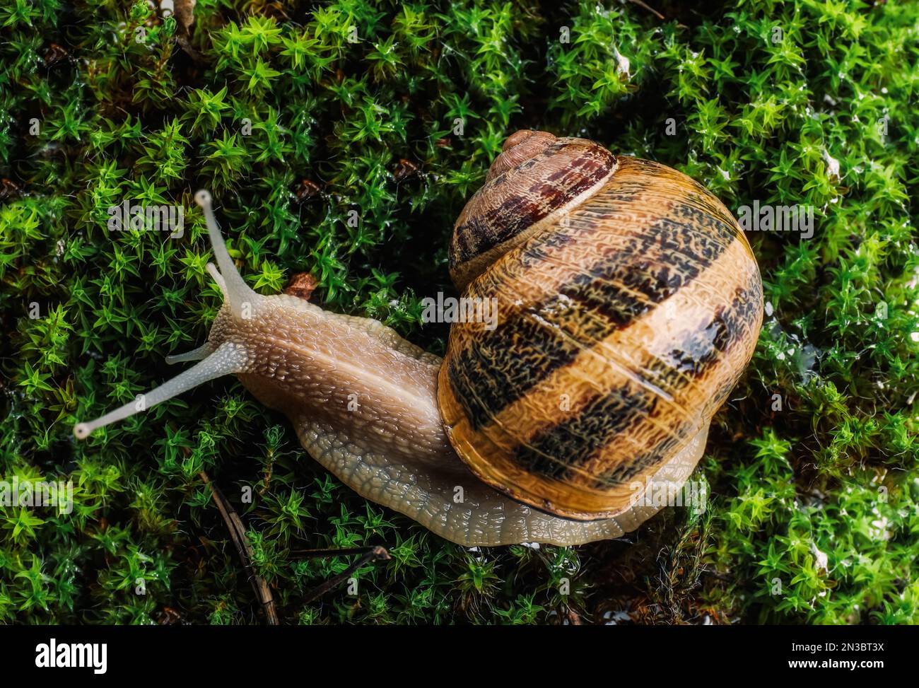 Common garden snail on green moss, top view Stock Photo - Alamy