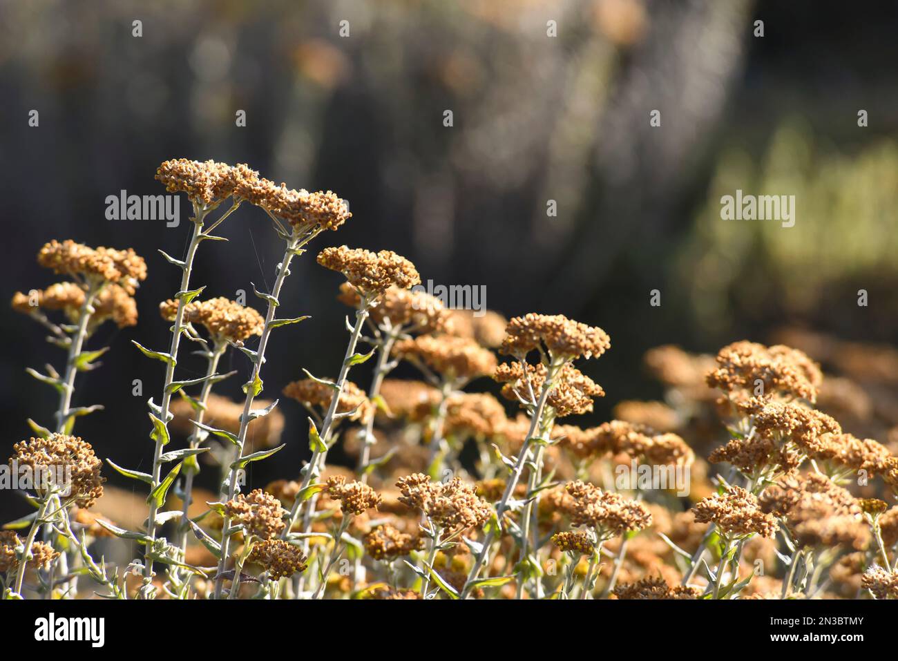 Ethiopian wildflower hi-res stock photography and images - Alamy