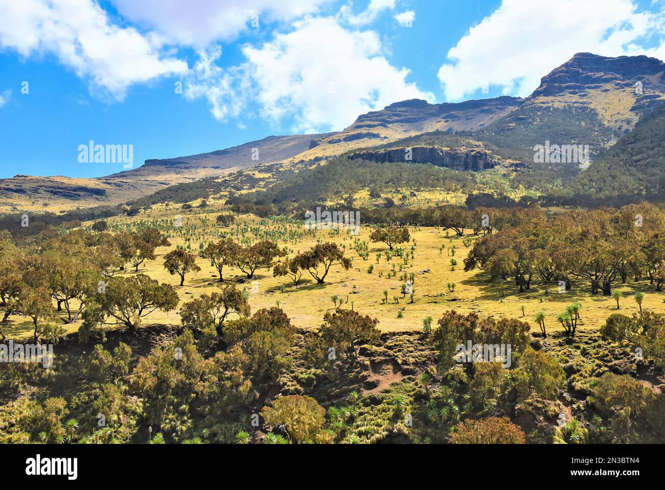 Mountain peak and field of trees and plants in the Simien Mountains ...