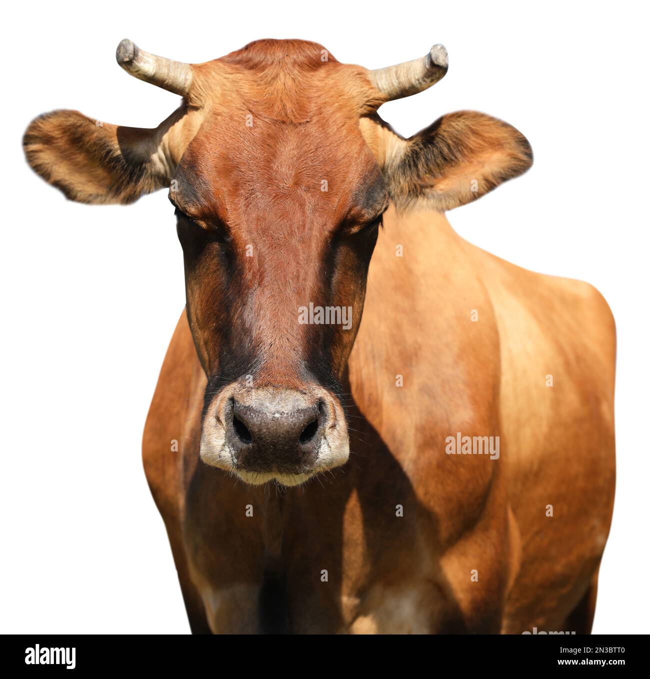 Cute brown cow on white background, closeup view. Animal husbandry ...