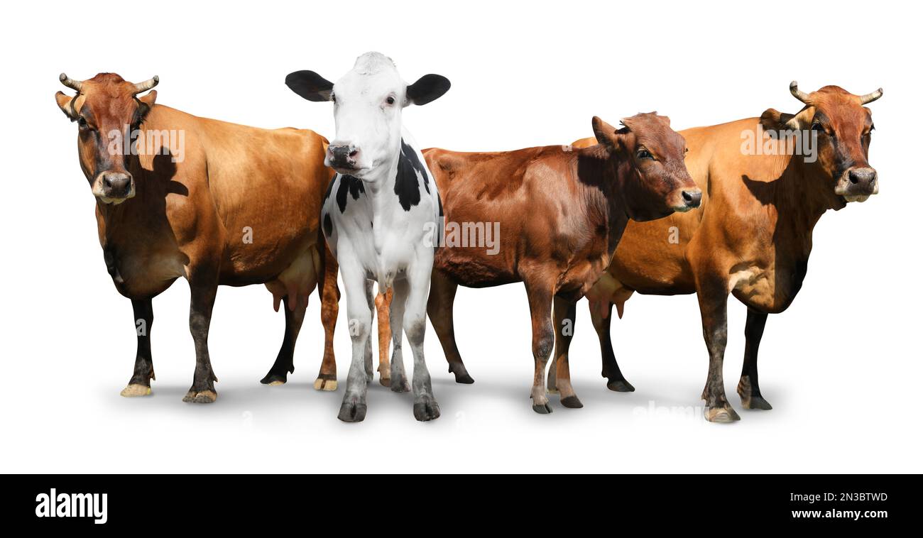 Cute cows on white background. Animal husbandry Stock Photo - Alamy