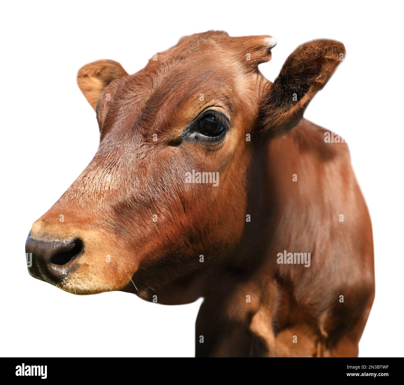 Cute brown cow on white background, closeup view. Animal husbandry ...