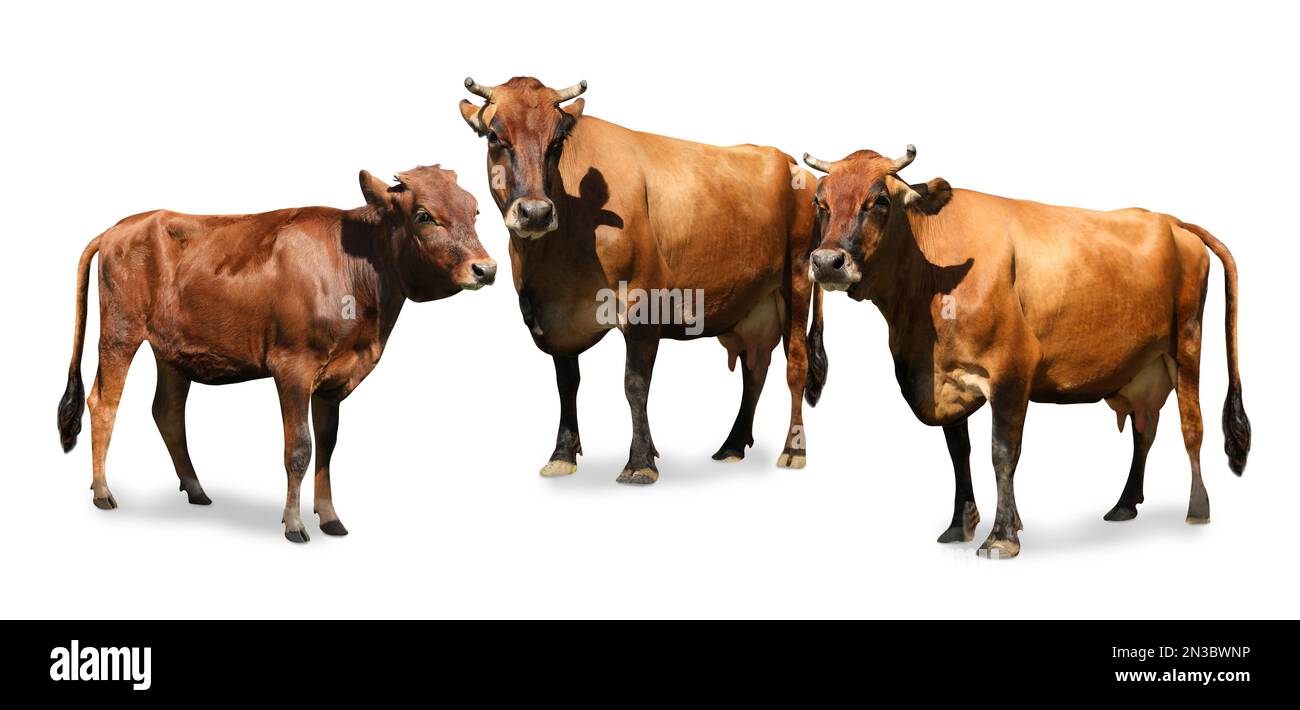 Set of cute cows on white background, banner design. Animal husbandry ...