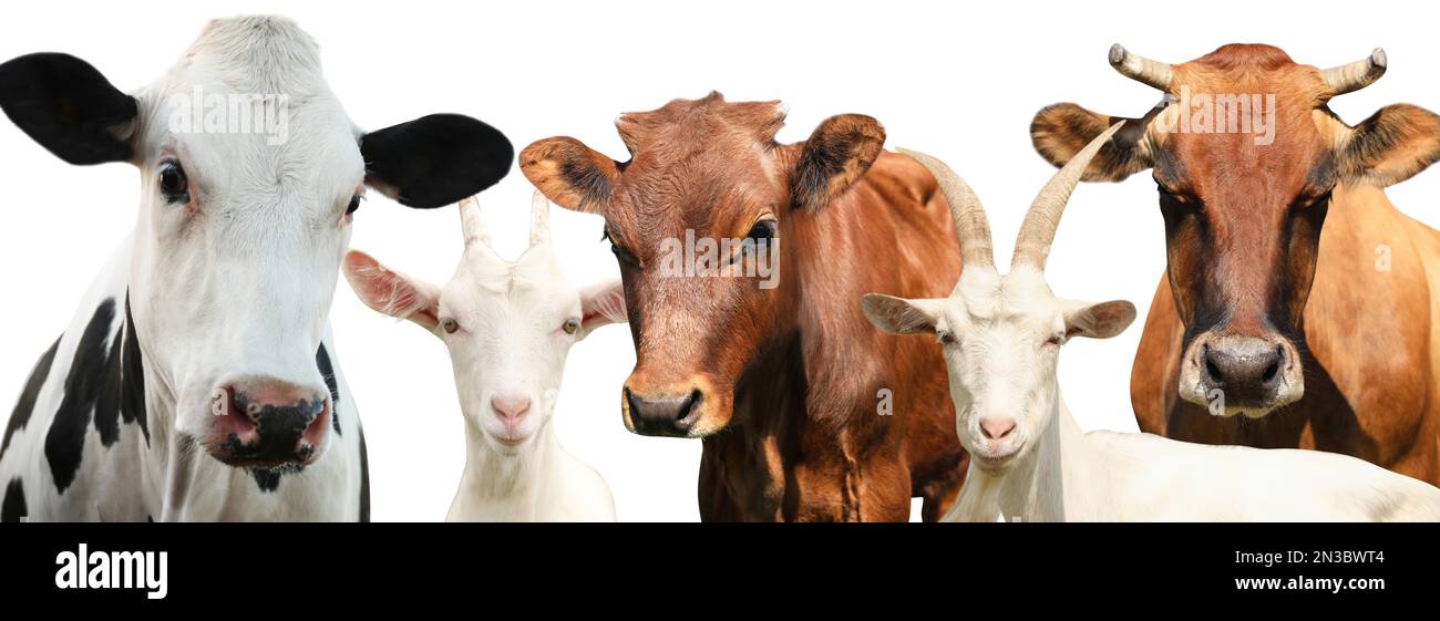 Set with cute cows and goats on white background, banner design. Animal ...
