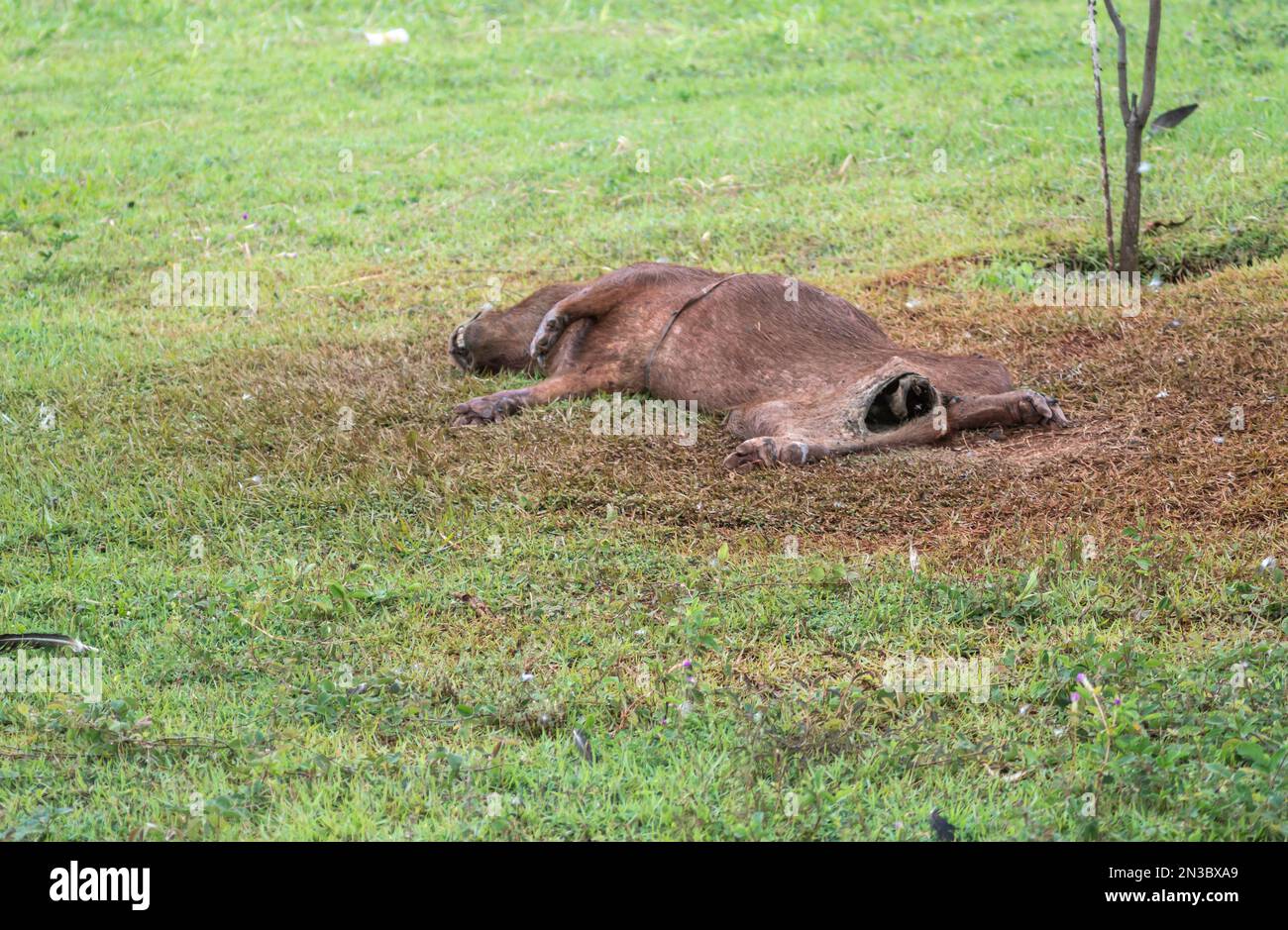 Capybara killed in decomposition with several flies if fed from the ...