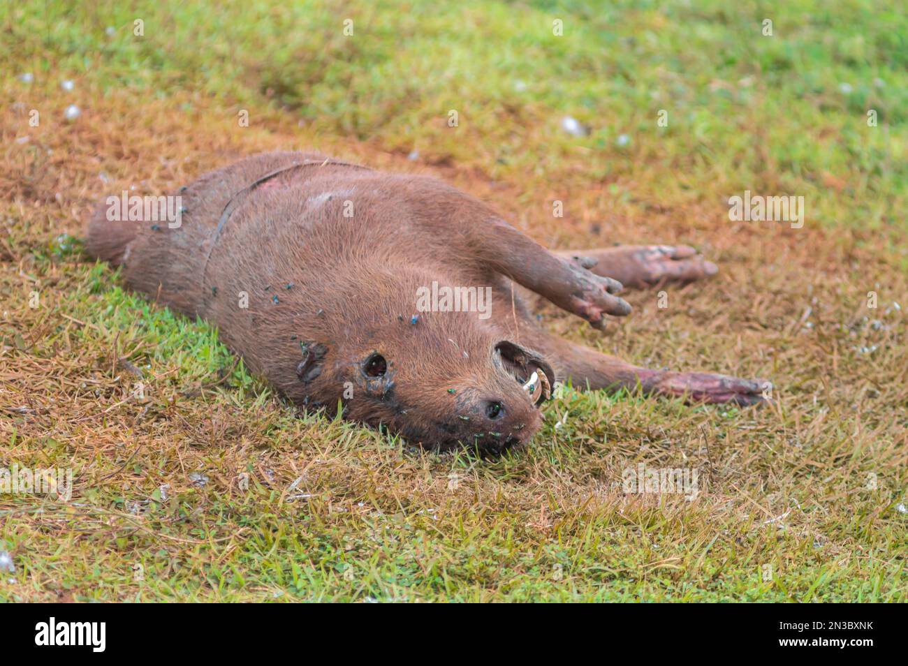 Capybara killed in decomposition with several flies if fed from the ...