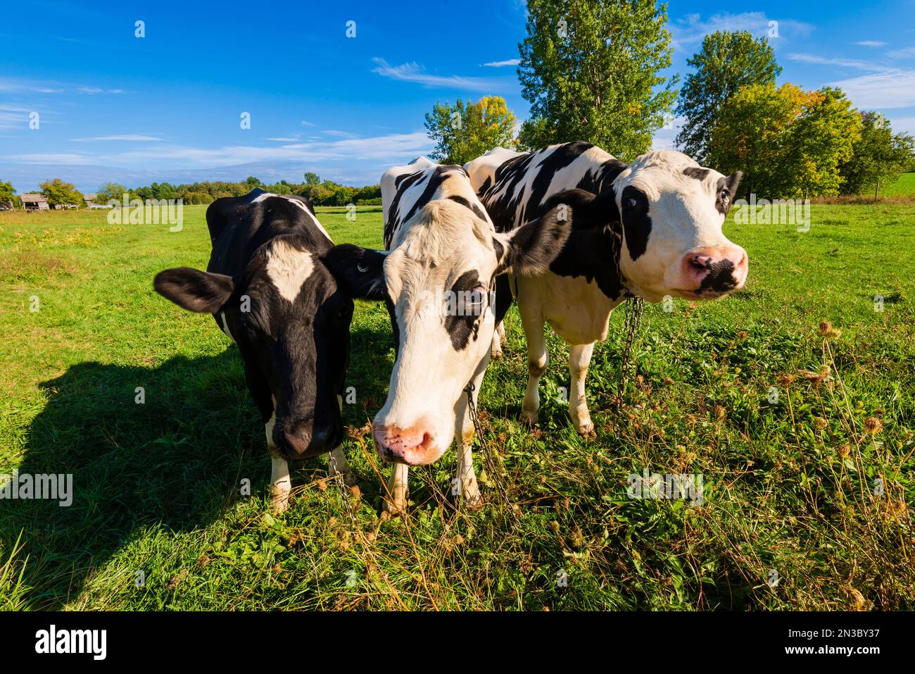 Close-up portrait of Holstein Cows (Bos taurus taurus), herd of black ...